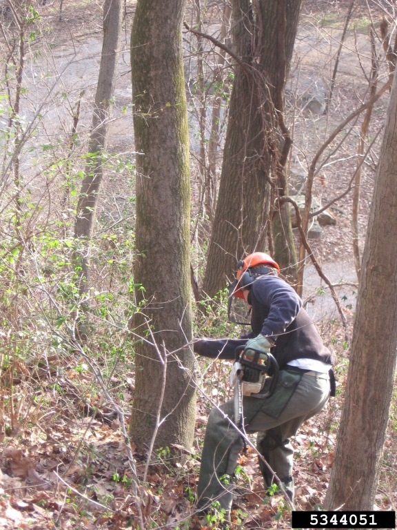 tree-of-heaven (Ailanthus altissima (P. Mill.) Swingle)