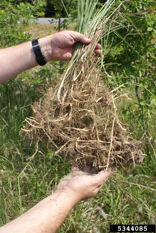 cogongrass (Imperata cylindrica (L.) Beauv.)