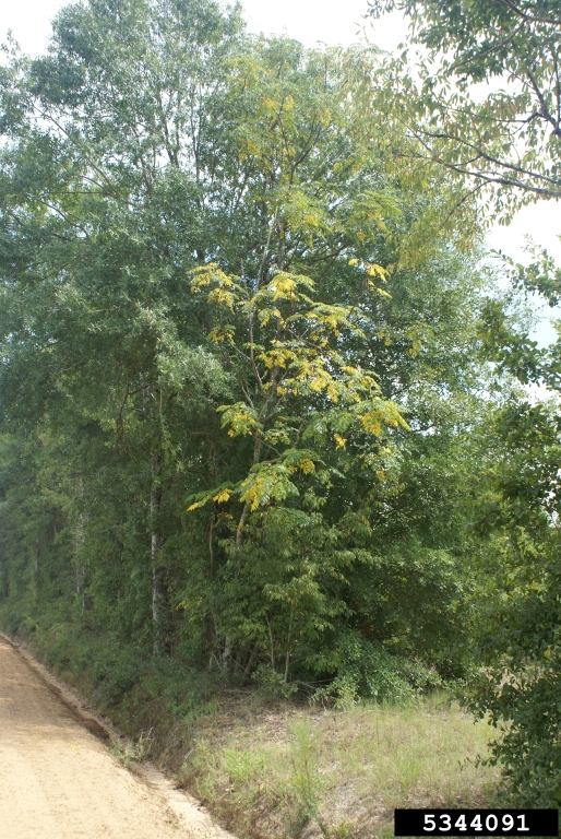 chinaberry (Melia azedarach L.)