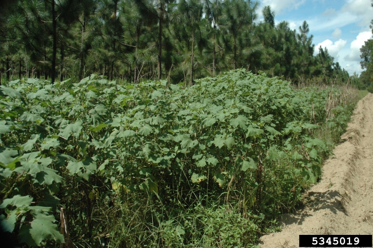 common cocklebur (Xanthium strumarium L.)