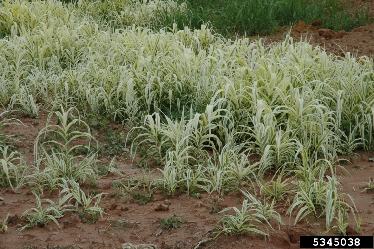 giant reed (Arundo donax L.)