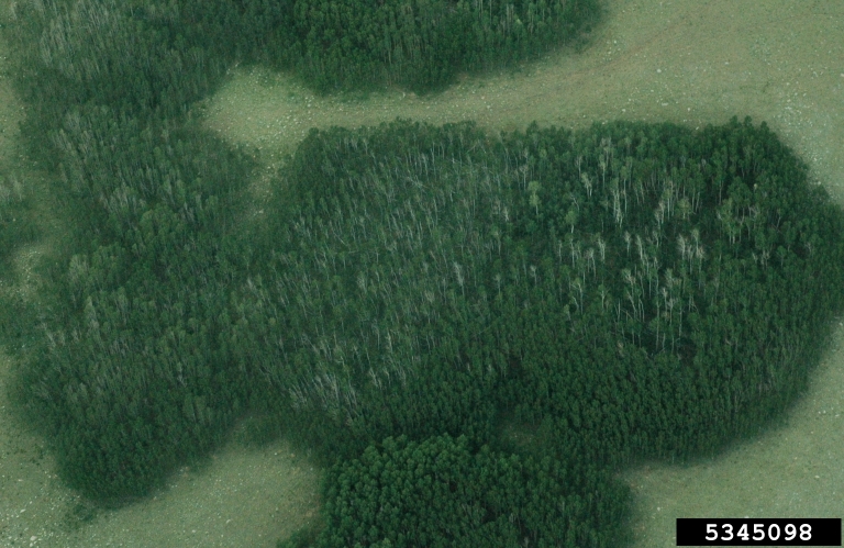 sudden aspen decline