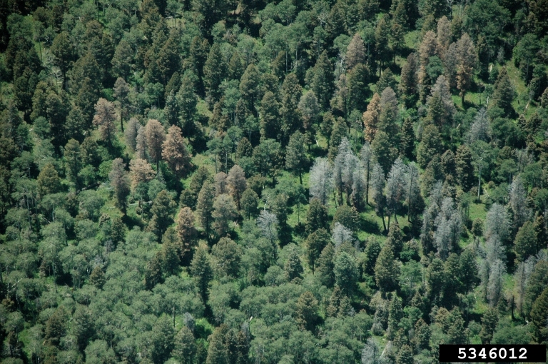 fir engraver (Scolytus ventralis LeConte, 1868)