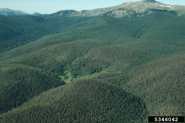 western spruce budworm (Choristoneura occidentalis (Walsingham, 1891))