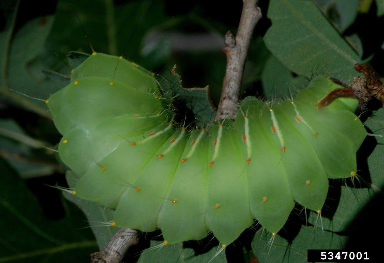 polyphemus moth (Antheraea polyphemus)