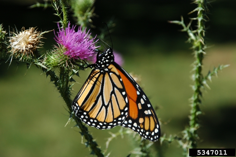 monarch butterfly (Danaus plexippus (Linnaeus))
