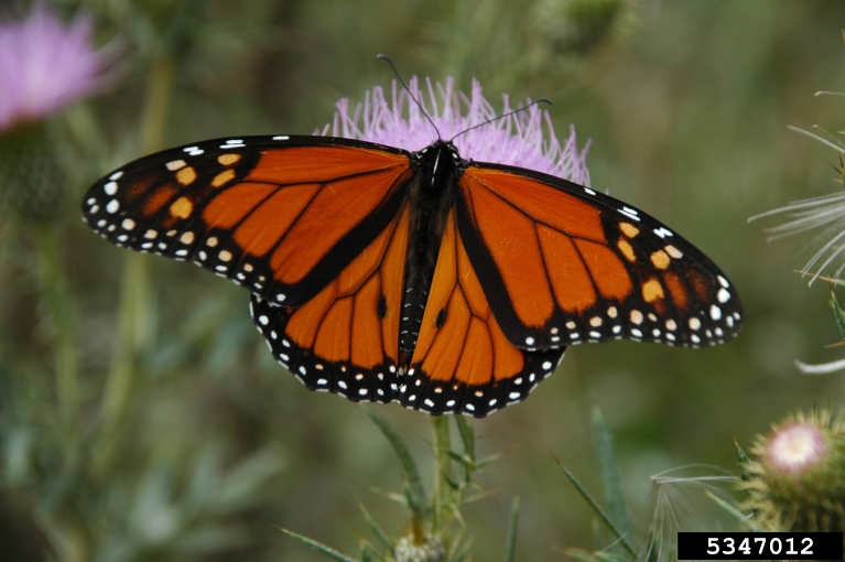 monarch butterfly (Danaus plexippus)