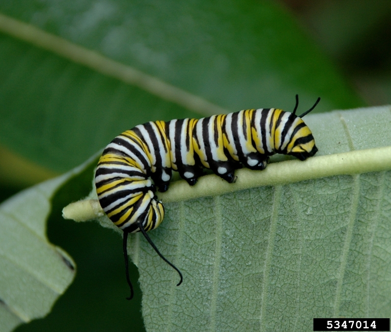 monarch butterfly (Danaus plexippus)