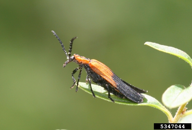 netwing beetles (Genus Plateros)