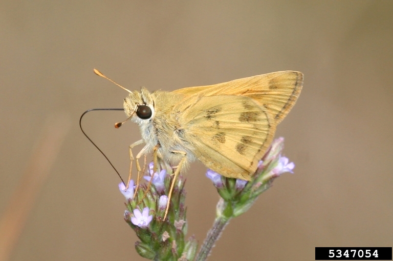 whirlabout (Polites vibex (Geyer))