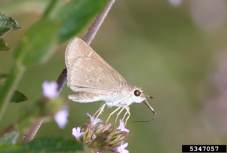 rice leaffolder (Lerodea eufala (Edwards))