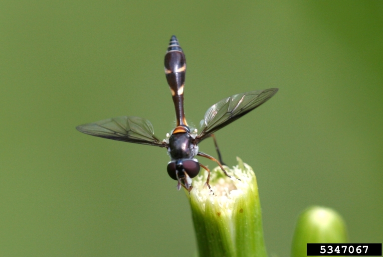four-spotted aphid fly (Pseudodoros clavatus)