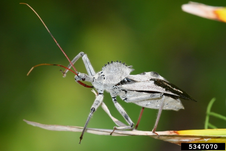 wheel bug (Arilus cristatus (Linnaeus))