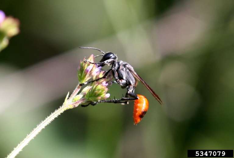 Sphecid wasps (Genus Prionyx (Vander Linden, 1827))