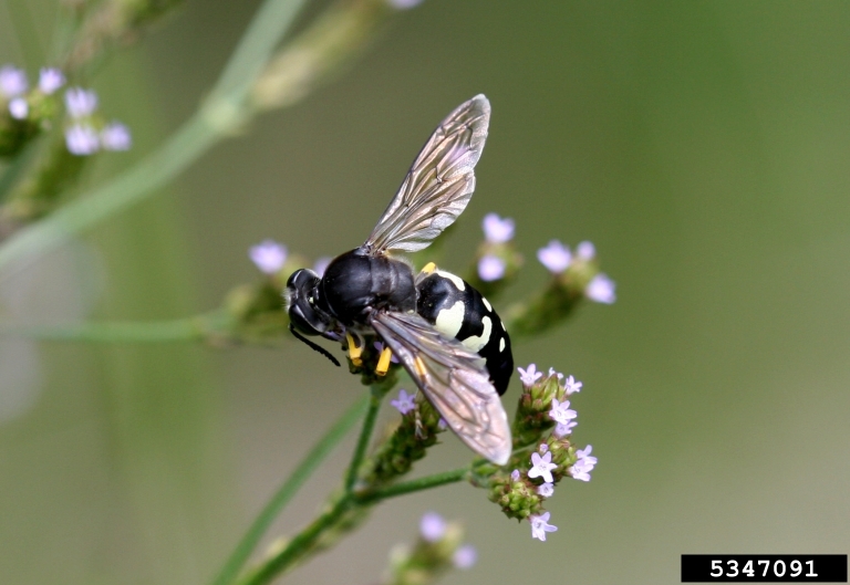 horse guard wasp (Stictia carolina (Fabricius, 1793))
