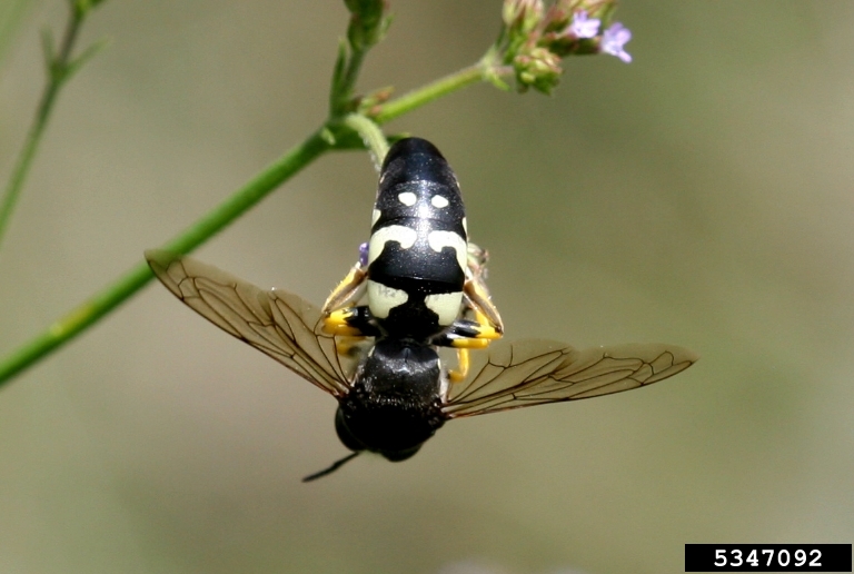 horse guard wasp (Stictia carolina)