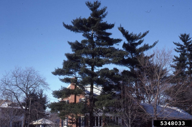 eastern white pine (Pinus strobus L.)