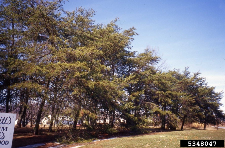 Virginia pine (Pinus virginiana P. Mill.)