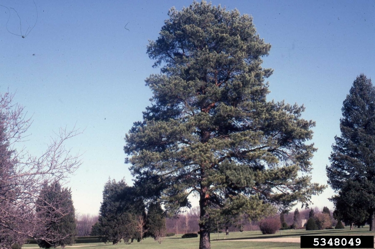 Scots pine (Pinus sylvestris L.)