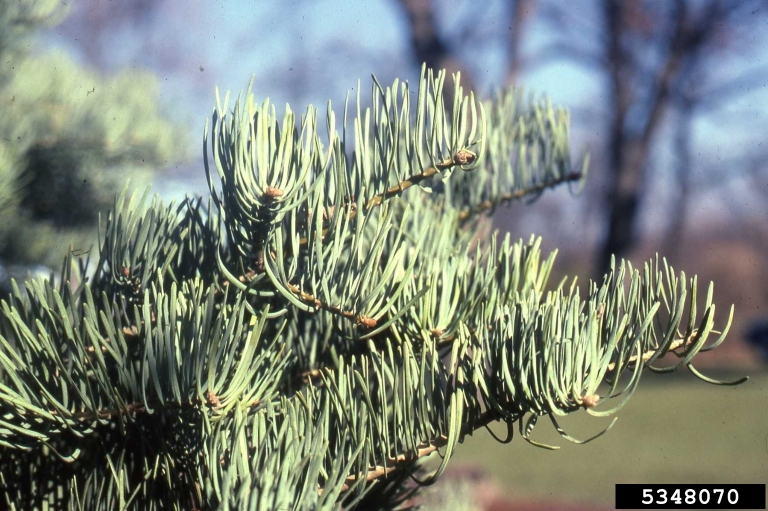 white fir (Abies concolor var. concolor (Gord. & Glend.) Lindl. ex ...