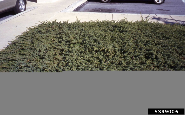 shore juniper (Juniperus conferta Parl.)