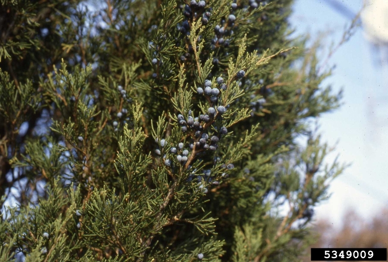 juniper (Genus Juniperus L.)