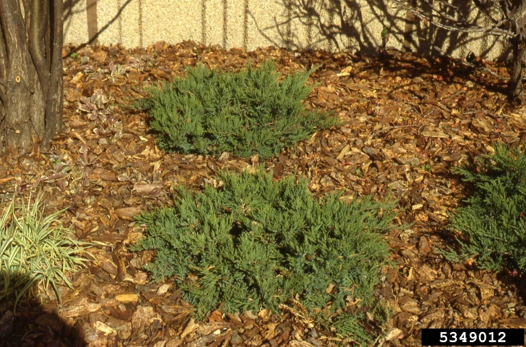 savin (Juniperus sabina L.)