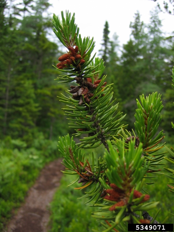 jack pine (Pinus banksiana)
