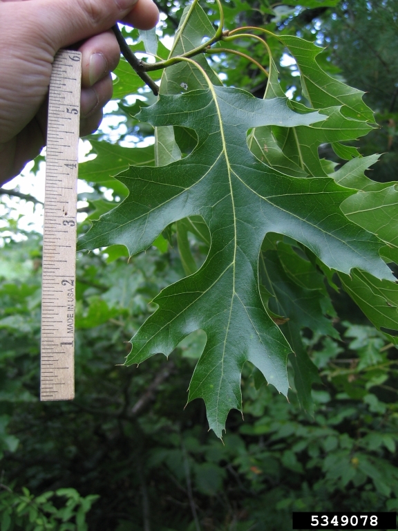 black oak (Quercus velutina Lam.)
