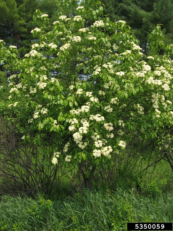 nannyberry (Viburnum lentago)