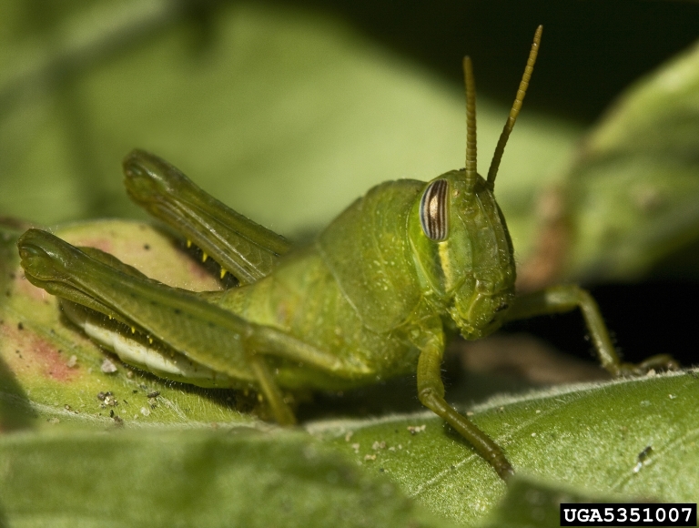 katydid (Family Tettigoniidae Krauss, 1902)