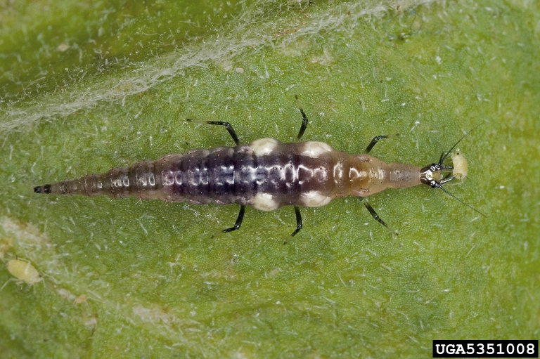 brown lacewings (Genus Micromus Rembur 1842)