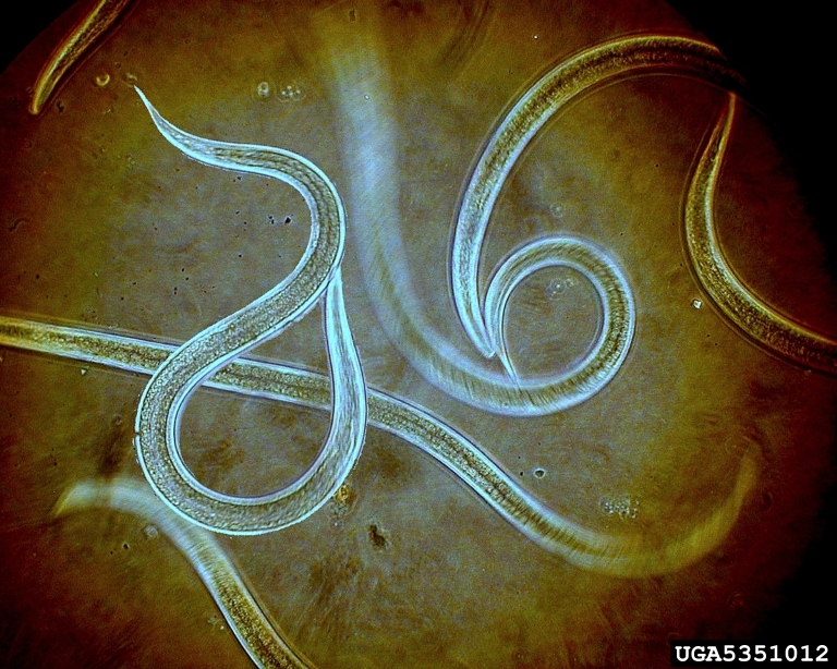 nematode (Steinernema scapterisci Nguyen & Smart)