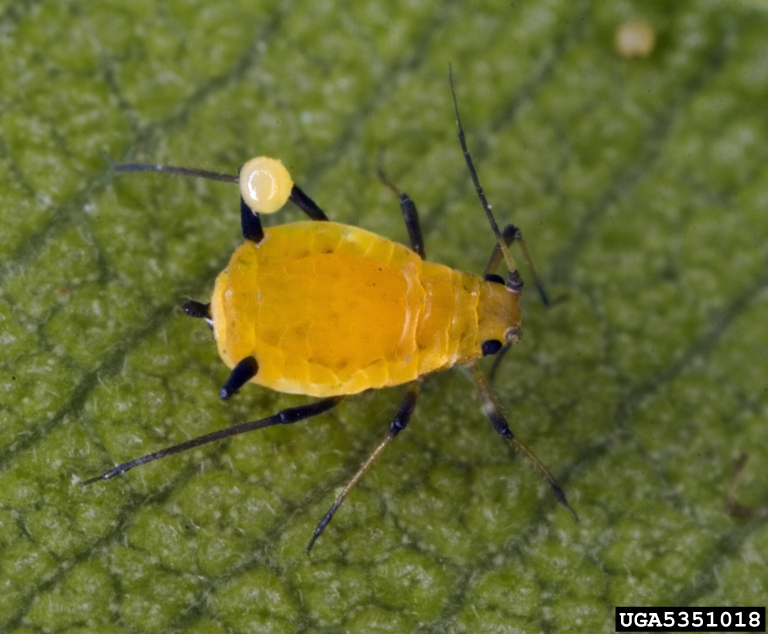 oleander aphid (Aphis nerii Boyer de Fonscolombe, 1841)
