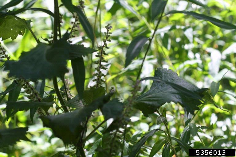 perilla mint (Perilla frutescens)