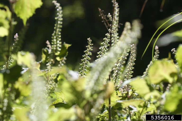 perilla mint (Perilla frutescens (L.) Britton)