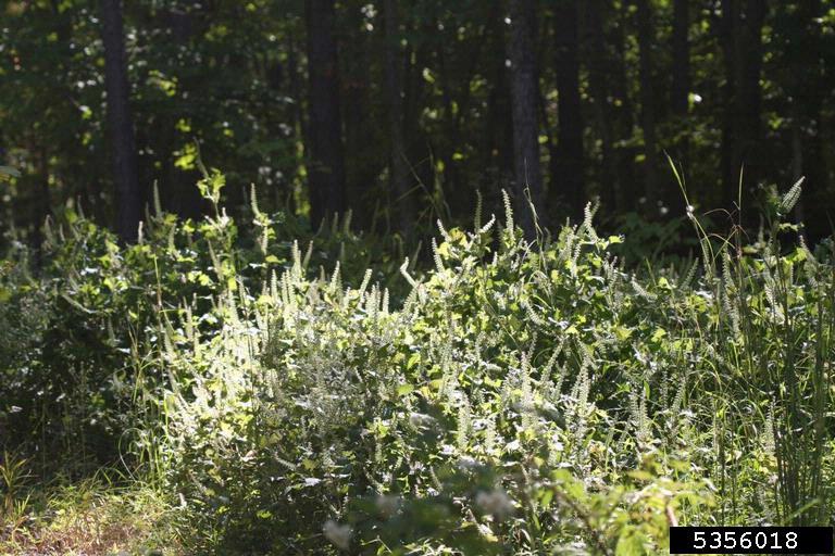 perilla mint (Perilla frutescens (L.) Britton)