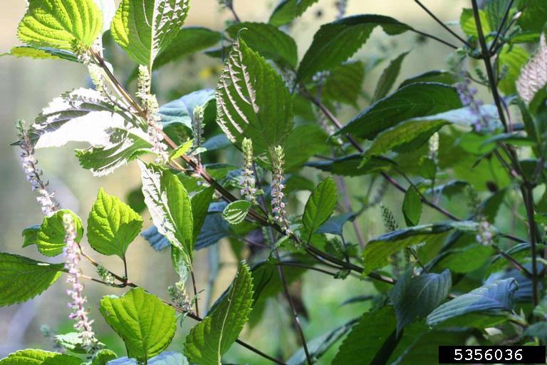 perilla mint (Perilla frutescens (L.) Britton)