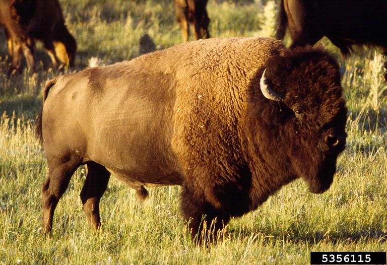 American bison (Bison bison)