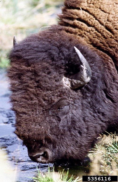 American bison (Bison bison Linnaeus)