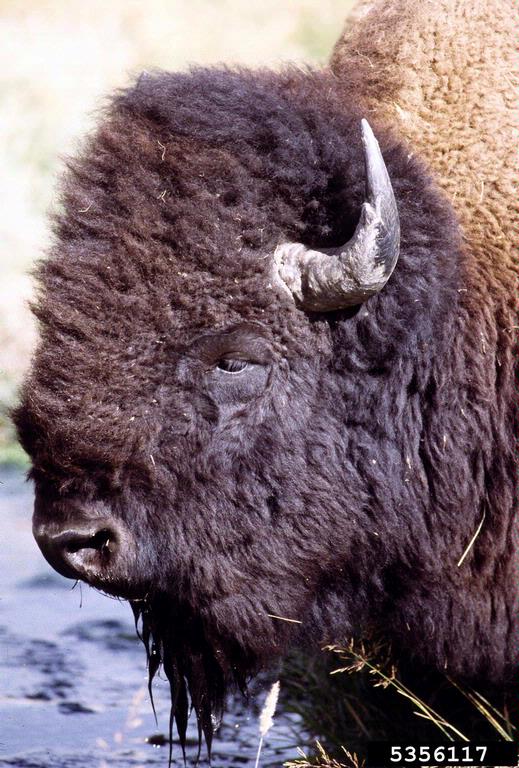 American bison (Bison bison)