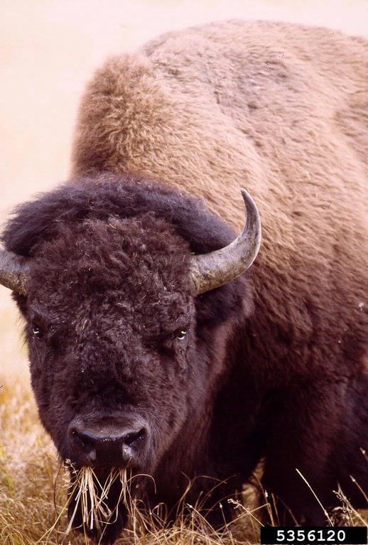 American bison (Bison bison)