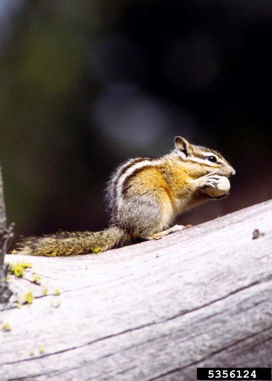 chipmunk (Genus Tamias)