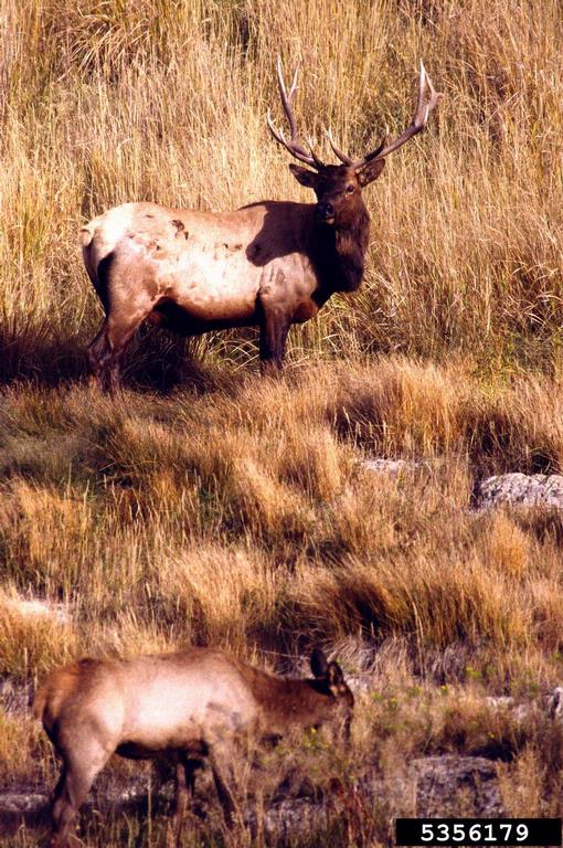 elk, Cervus canadensis (Artiodactyla: Cervidae) - 5356179