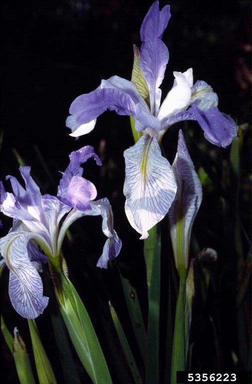Rocky Mountain iris (Iris missouriensis)