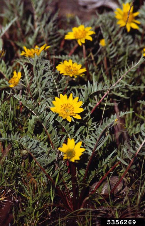 Hooker's balsamroot (Balsamorhiza hookeri Nutt.)