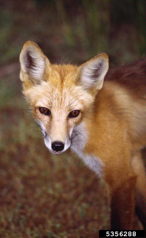 red fox (Vulpes vulpes (Linnaeus, 1758))