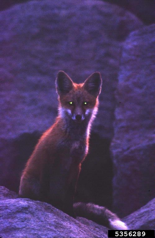 red fox, Vulpes vulpes (Carnivora: Canidae) - 5356289