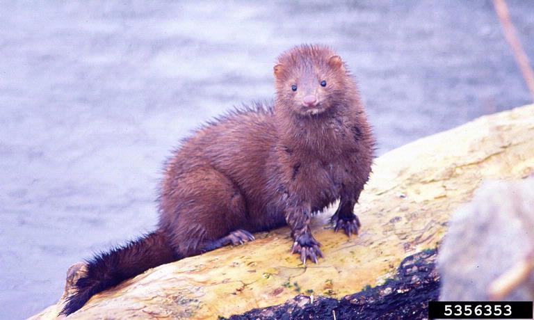 American mink (Mustela vison)