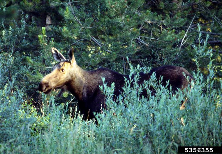 moose (Alces alces Linnaeus)